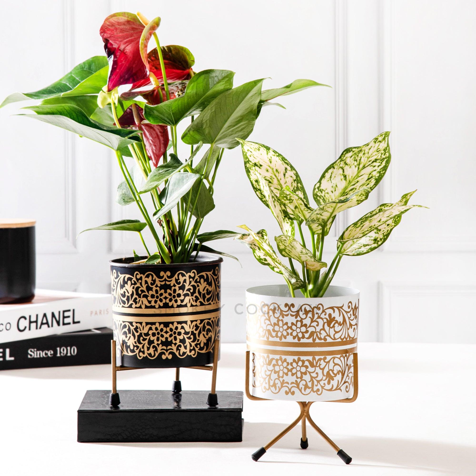 Buy Planters and Flower Pots For Home at an Affordable Price | Smokey ...