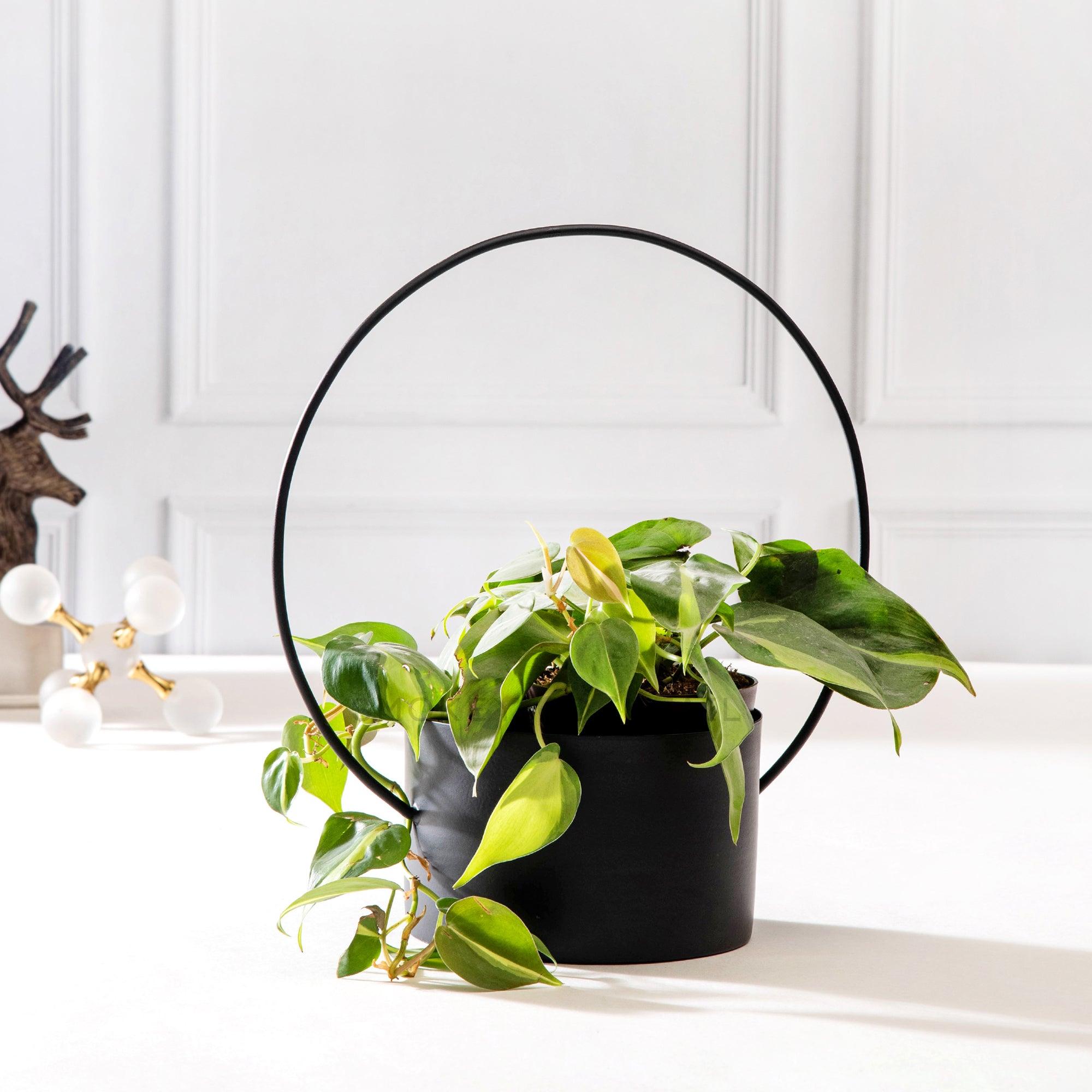 Buy Planters and Flower Pots For Home at an Affordable Price | Smokey ...