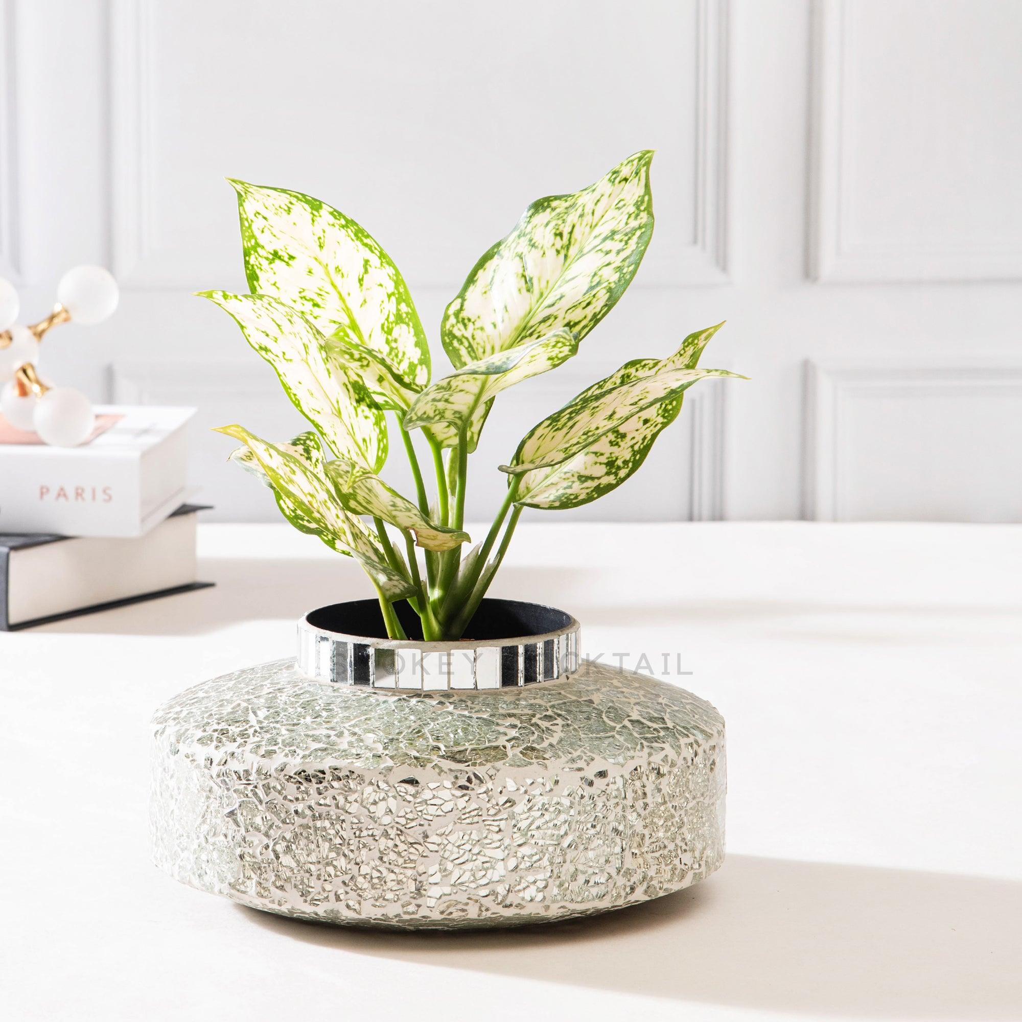 Buy Planters and Flower Pots For Home at an Affordable Price | Smokey ...