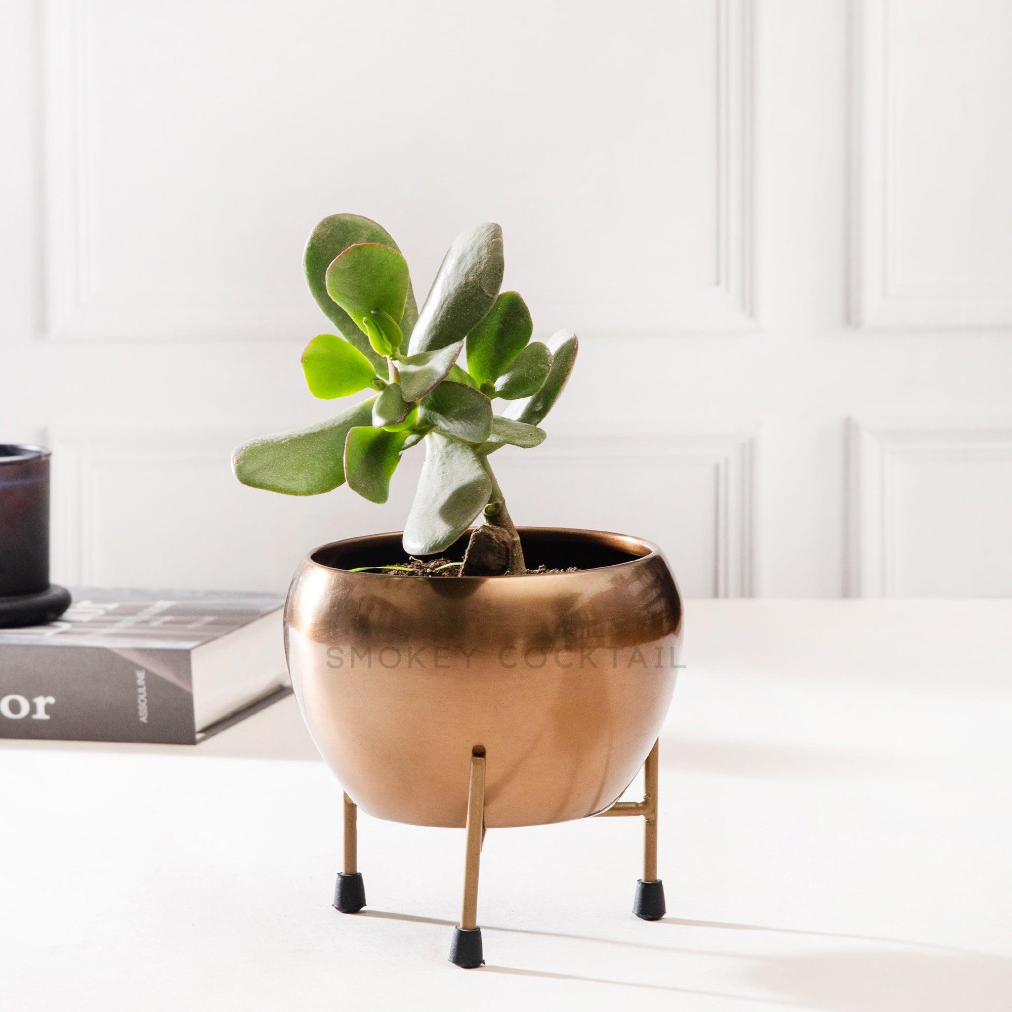 Buy Planters and Flower Pots For Home at an Affordable Price | Smokey ...